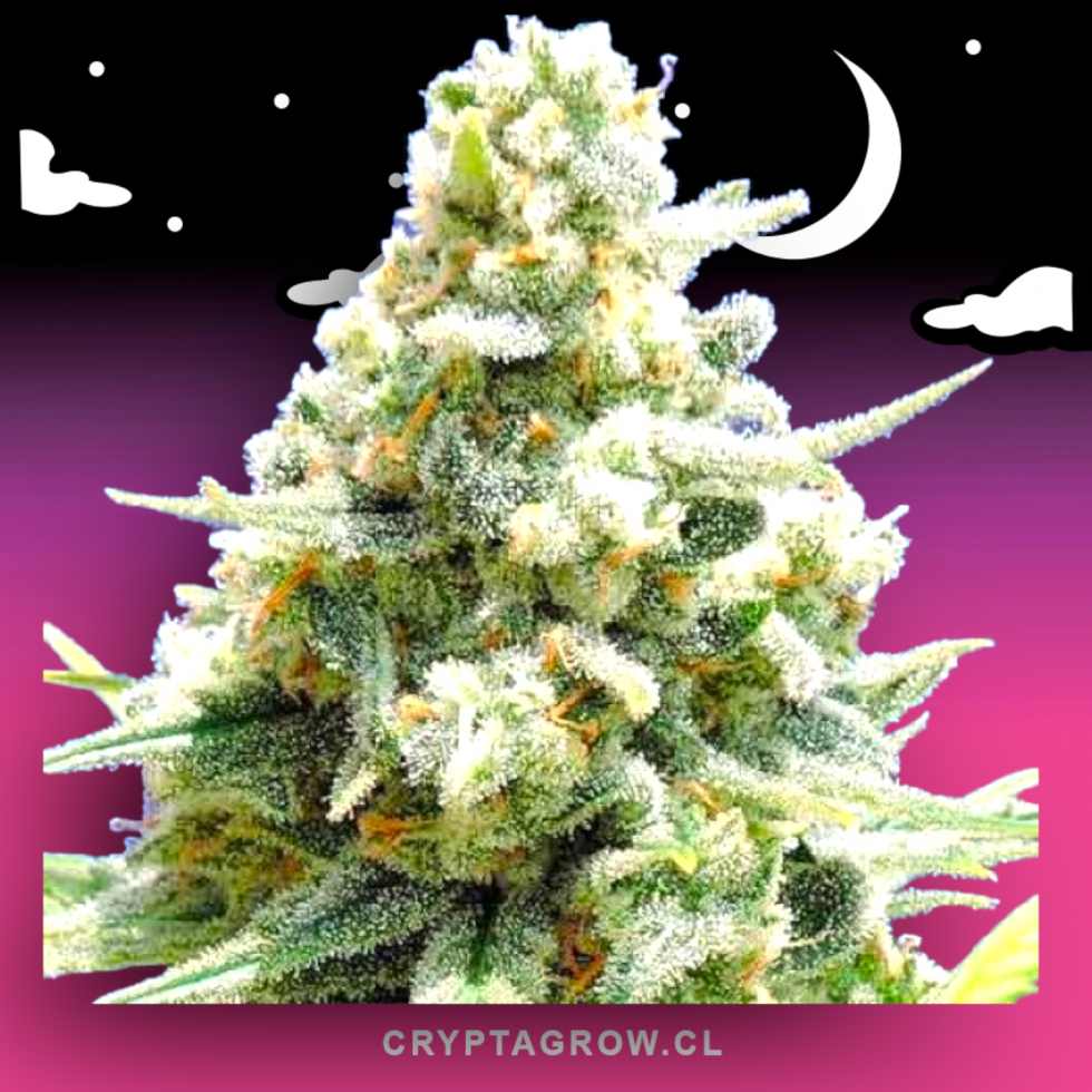 AMNESIA LEMON AUTO SAT 60% GRANEL PREMIUM - CRYPTA GROWSHOP