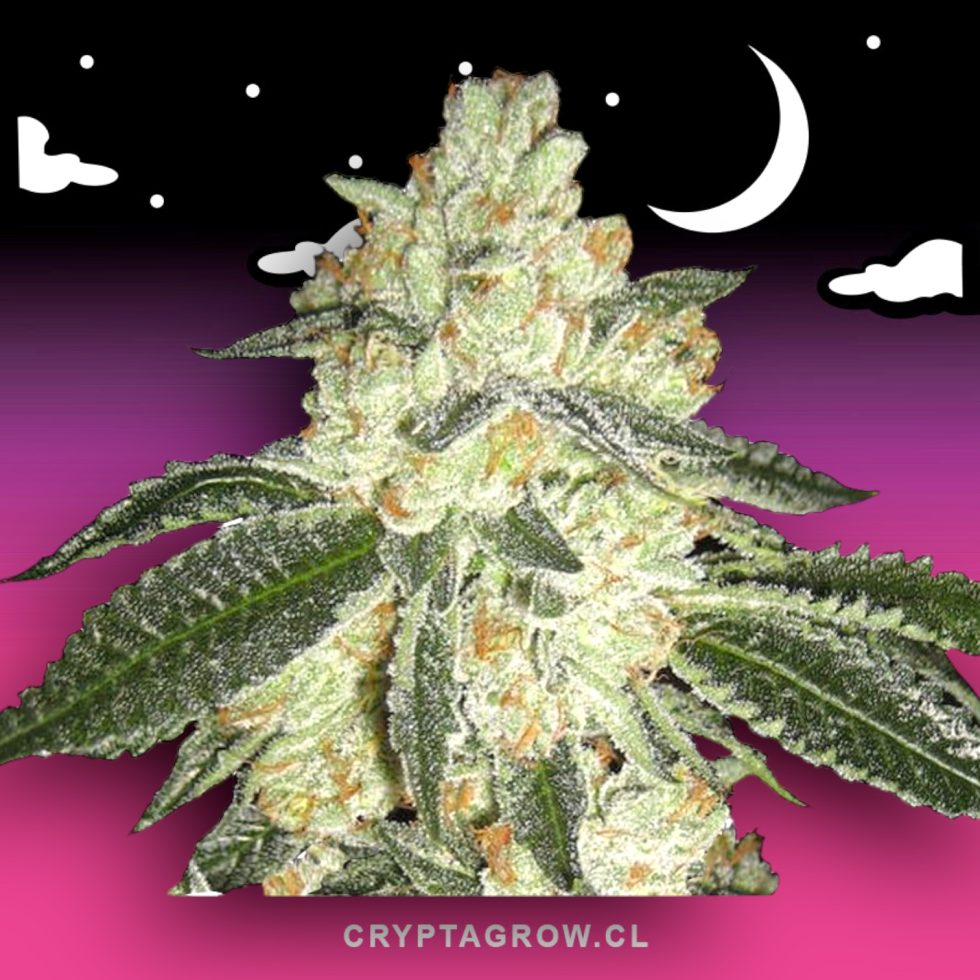 GREEN CRACK AUTO GRANEL PREMIUM SAT 80% - CRYPTA GROWSHOP