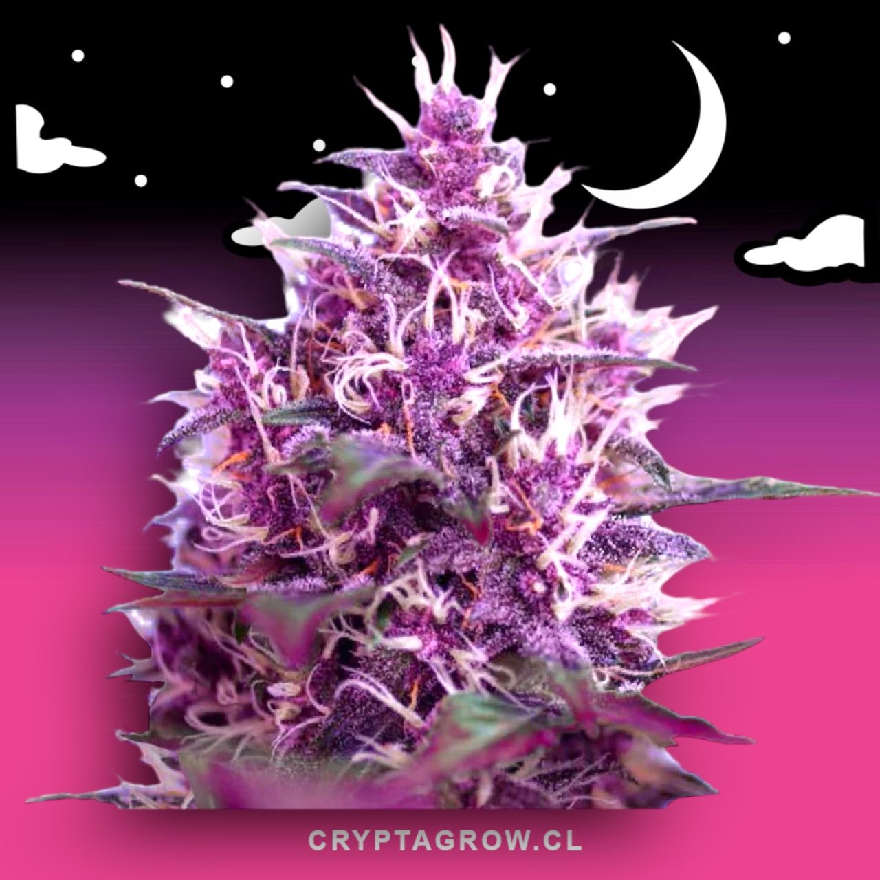 RED POISON AUTO IND 80% GRANEL PREMIUM - CRYPTA GROWSHOP